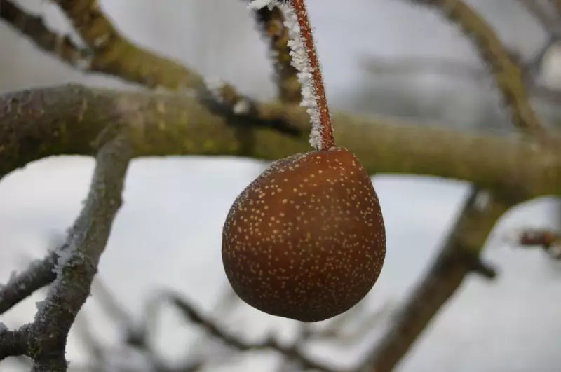 Pyrus ussuriensis - Deciduous,Flowering Tree - Chinese Pear, Harbin ...