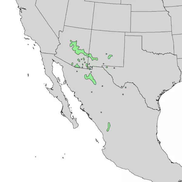 Quercus arizonica - Hardwood - Arizona White Oak