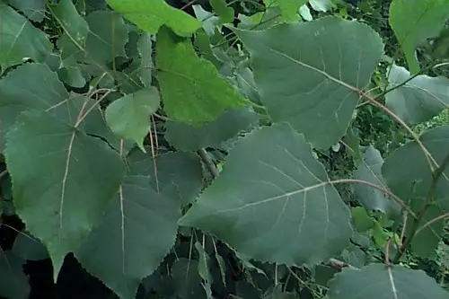 Populus grandidentata - Deciduous,Tree,Web page Navigation - Bigtooth Aspen