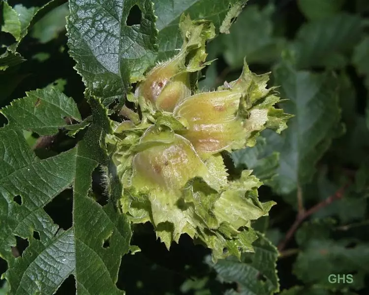 Corylus americana - Medicinal Herbs,Shrub - American Filbert, American ...