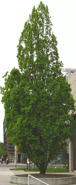 Quercus robur 'Fastigiata' - Hardwood - English Upright Oak, Upright ...
