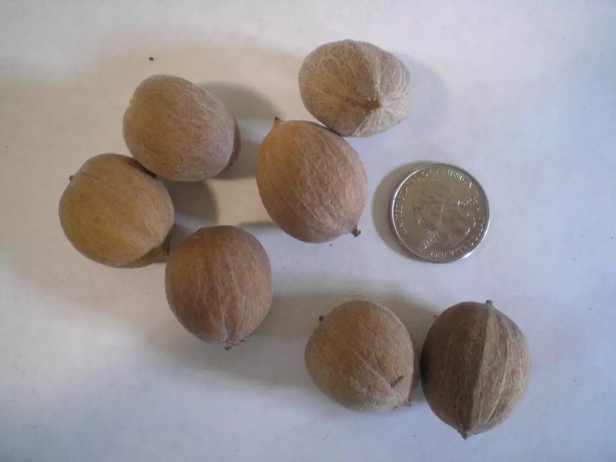 Carya pallida - Hardwood - Sand Hickory