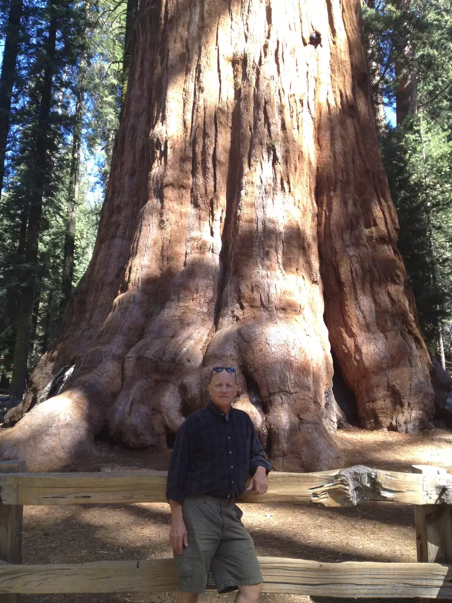 Sequoiadendron giganteum - Conifer - Bigtree, Giant Sequoia, Sierra ...