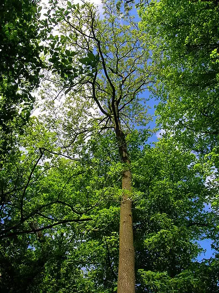Quercus cerris - Common Bonsai,Deciduous,Hardwood,Shade Tree - European ...