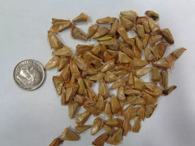 Abies concolor ssp. concolor NM, Lincoln - Conifer - Concolor Fir ...