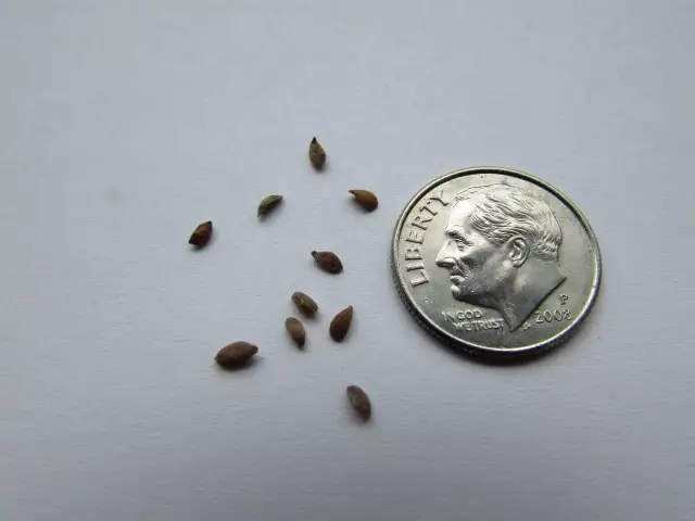 Arbutus unedo - Medicinal Herbs,Shrub - Strawberry Madrone, Strawberry Tree