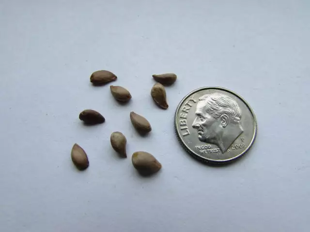 Malus prunifolia - Common Bonsai,Flowering Tree - Plum-leaved Apple ...