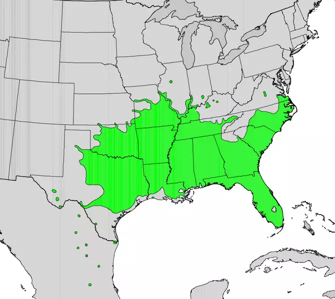 Celtis laevigata - Common Bonsai,Medicinal Herbs,Shade Tree - Hackberry ...
