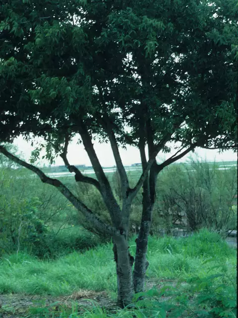 Celtis laevigata - Common Bonsai,Medicinal Herbs,Shade Tree - Hackberry ...