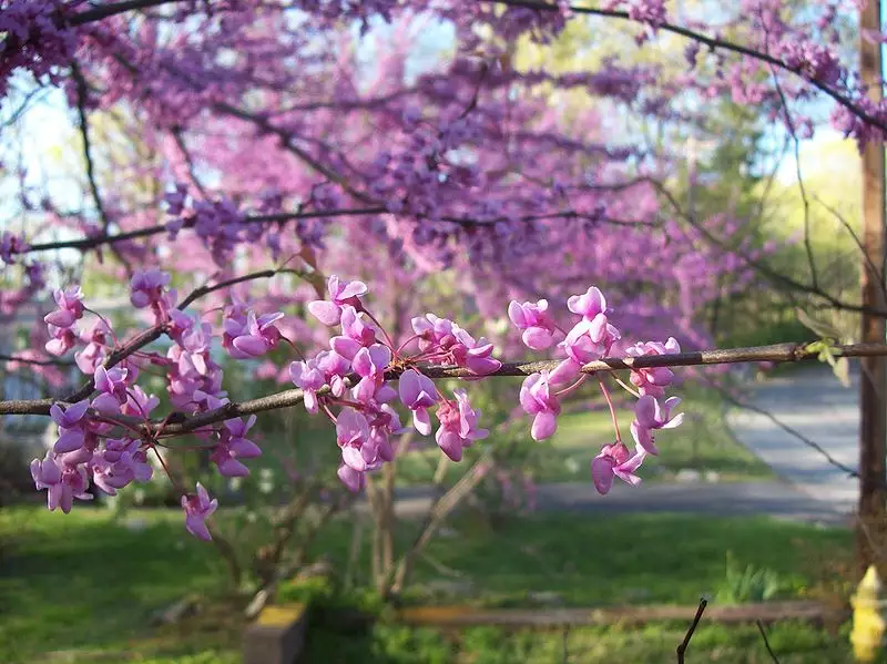 Cercis canadensis Southern - Flowering Tree - Eastern Redbud, Southern ...