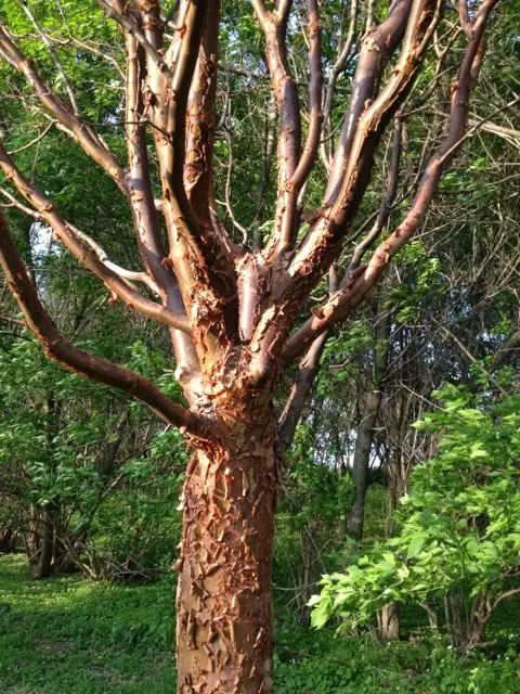 Acer griseum winged - Hardwood - Paper Bark Maple, Paperbark Maple