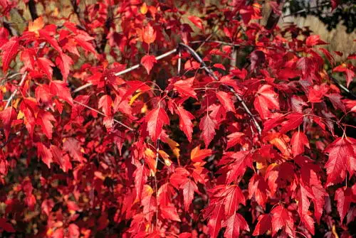 Acer tataricum ssp. ginnala 'Flame' - Common Bonsai,Hardwood - Flame ...