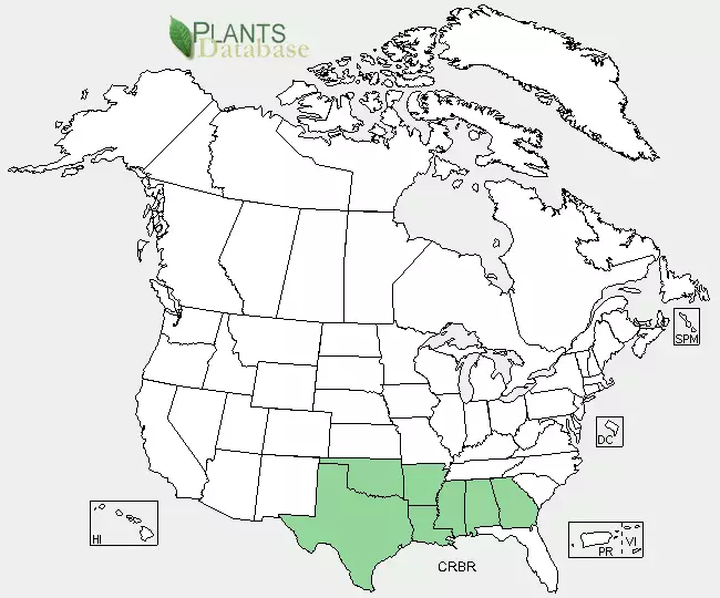 Crataegus brachyacantha - Common Bonsai,Medicinal Herbs,Ornamental ...