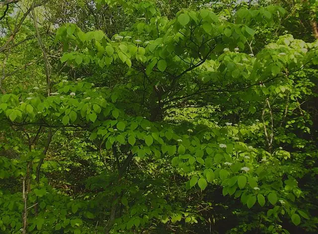 Cornus alternifolia - Flowering Tree - Alternate-leaved Dogwood ...