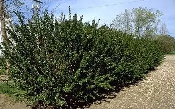 Cotoneaster acutifolius var. lucidus - Shrub - Hedge Cotoneaster, Shiny ...