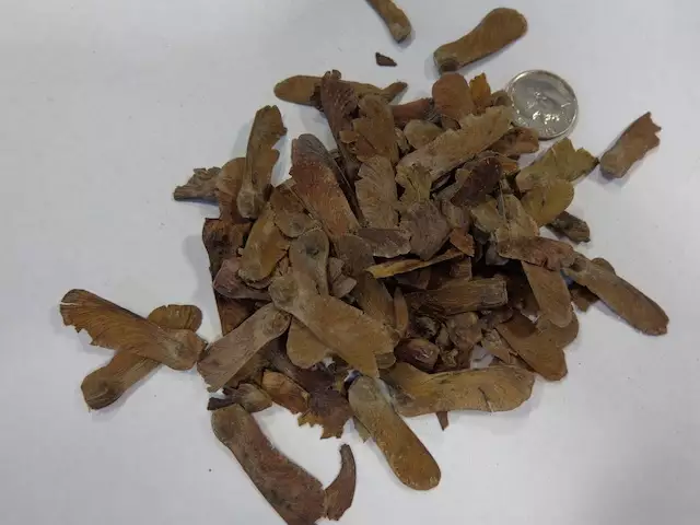 Acer palmatum ssp. matsumurae 'O kagami' dry seed - Common Bonsai ...