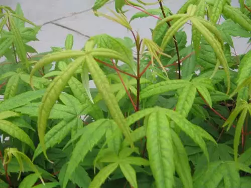 Acer pentaphyllum - Deciduous,Tree,Web page Navigation - Five Leaf ...