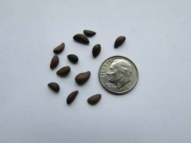 Malus angustifolia - Common Bonsai,Flowering Tree - Southern Crab Apple ...