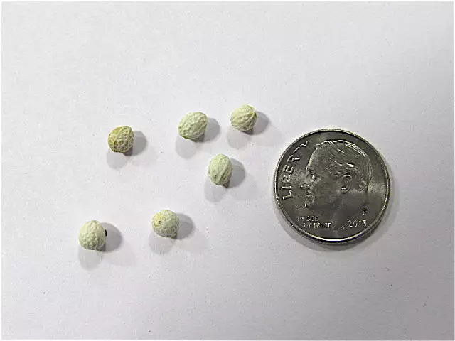 Celtis laevigata - Common Bonsai,Medicinal Herbs,Shade Tree - Hackberry ...