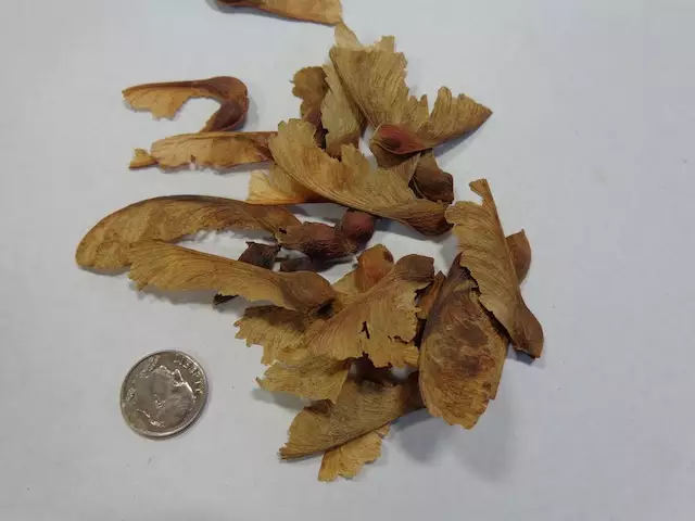 Sheffield's Seed Company