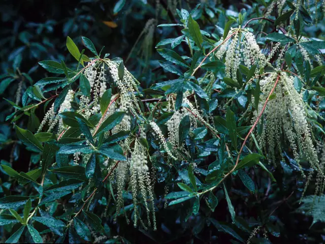 Cyrilla racemiflora - Shrub - Black Titi, Common Myrtle, He Huckleberry ...