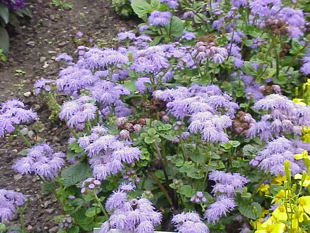Ageratum houstonianum 'Blue Mink' - Annual,Herbaceous Plants ...