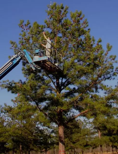 Pinus taeda Improved - Common Bonsai,Conifer - Improved Loblolly Pine