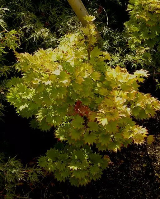 Acer shirasawanum var. aureum dry seed - Common Bonsai,Deciduous,Tree ...
