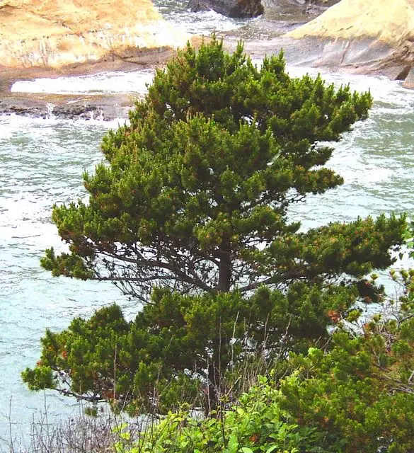 Pinus contorta var. contorta - Common Bonsai,Conifer - Beach Pine ...