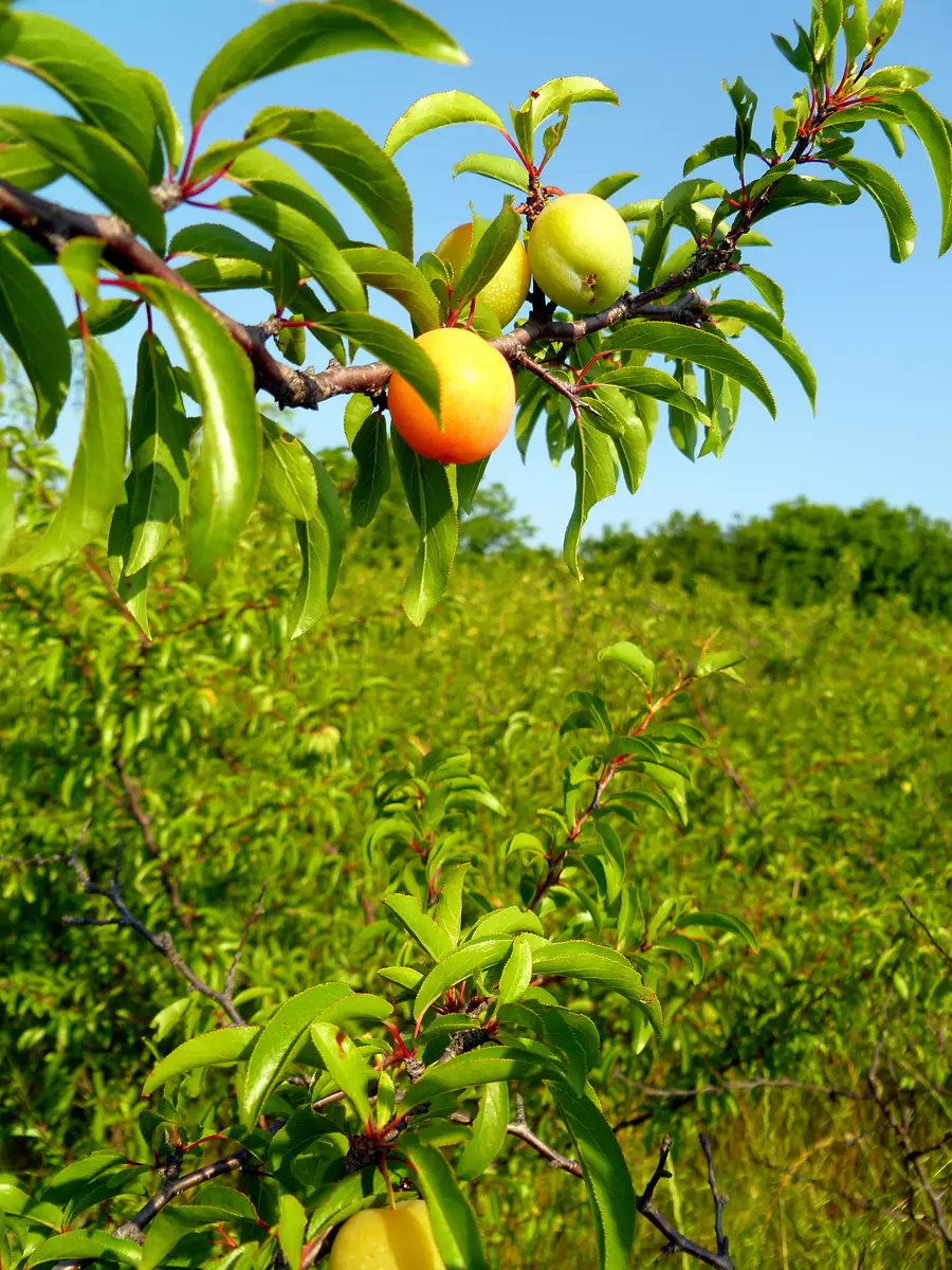 Prunus Angustifolia Flowering Tree Chickasaw Plum Sand Plum
