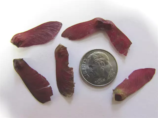 Acer palmatum ssp. matsumurae 'Atropurpureum' fresh/green seed - Common ...