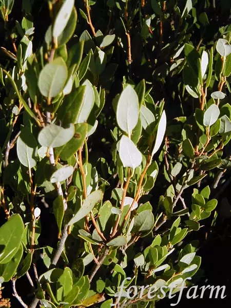 Quercus vacciniifolia - Common Bonsai,Hardwood - Huckleberry Oak