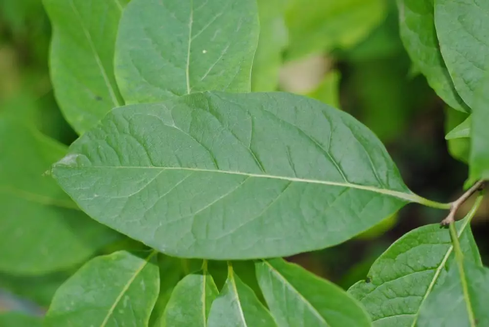 Pterostyrax corymbosus - Deciduous - Little Epaulette Tree