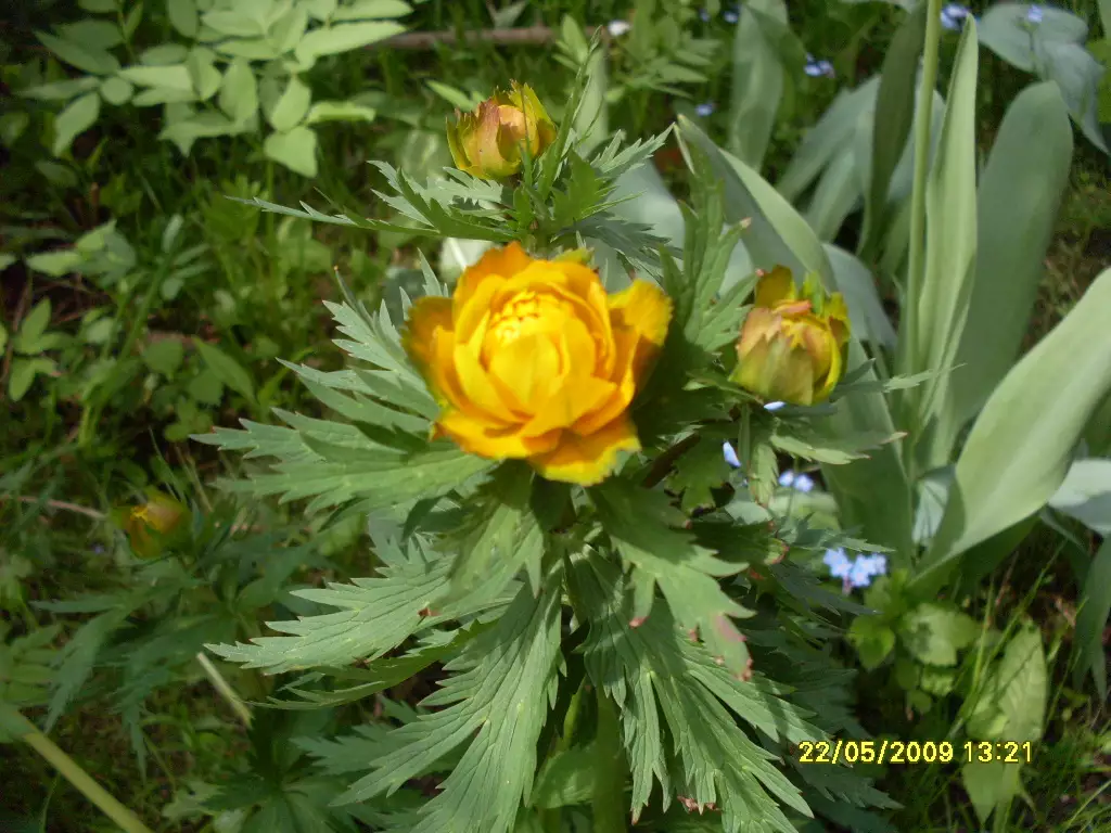 Sheffield's Seed Company