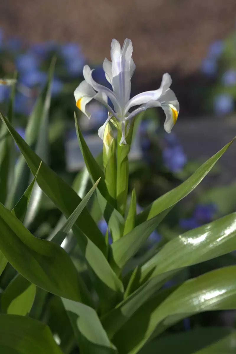 Iris magnifica - Flower,Herbaceous Plants,Perennial,Web page Navigation ...