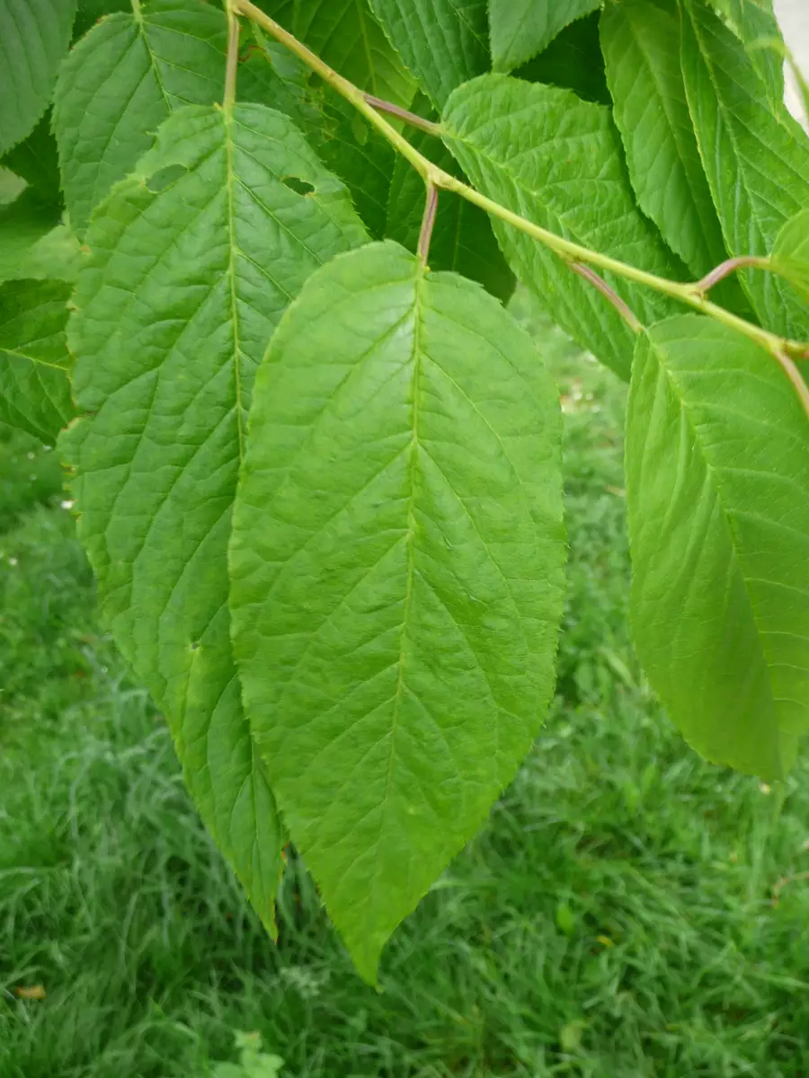 Prunus maackii - Deciduous - Amur Chokecherry, Manchurian cherry