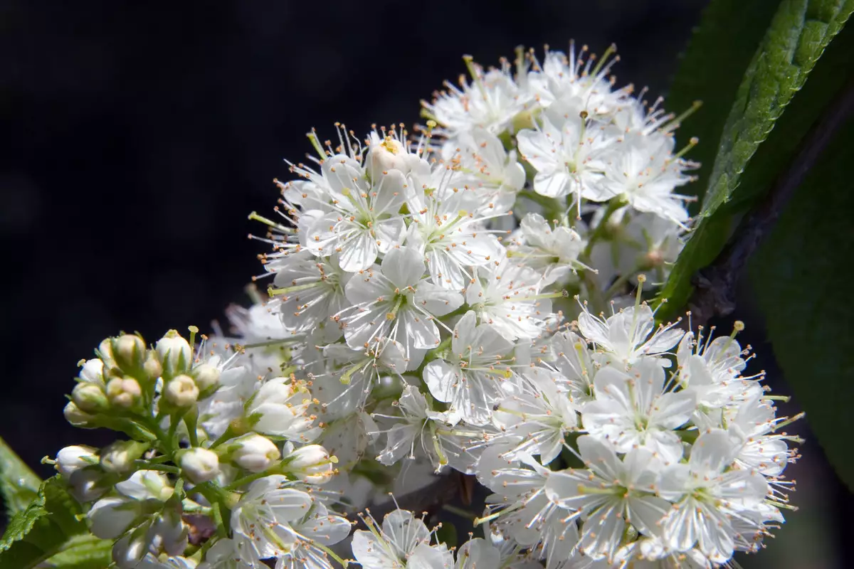 Prunus maackii - Deciduous - Amur Chokecherry, Manchurian cherry
