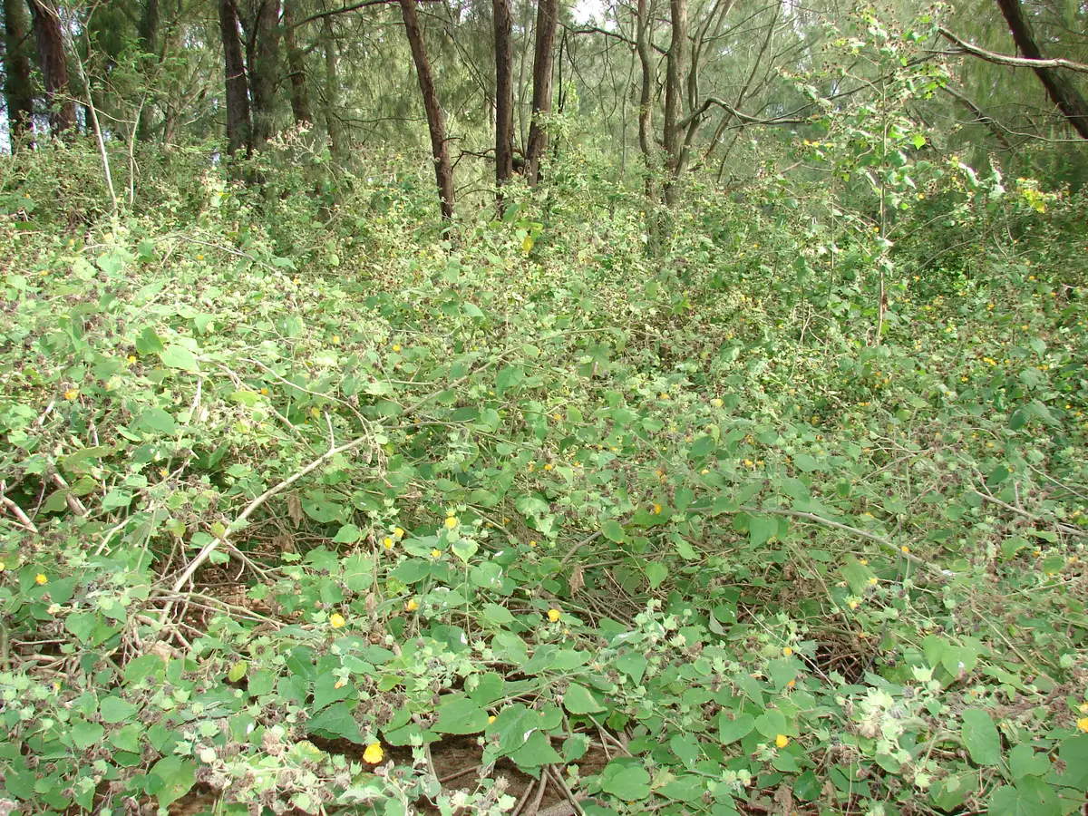 Abutilon grandifolium - Shrub,Shrub and Vine Seeds,Web page Navigation ...