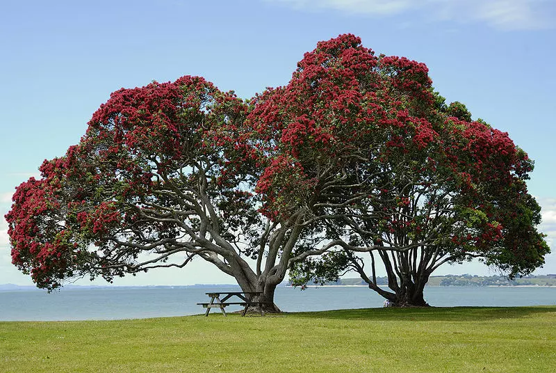 Metrosideros_excelsa_8246.jpg.webp Metrosideros_excelsa_8246.jpg.webp