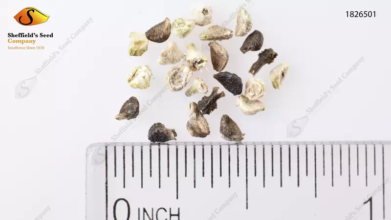 Flower Seed Identification Chart | Best Flower Site